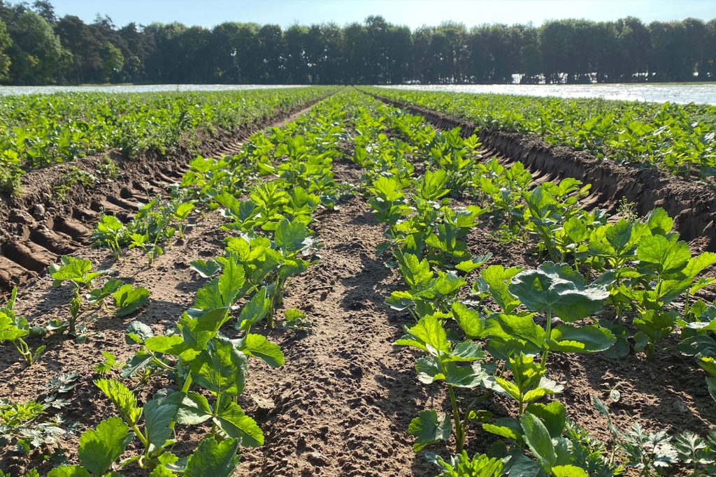 Farms - Frederick Hiam Ltd