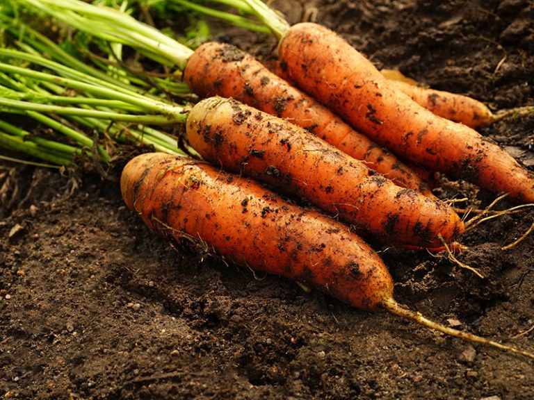 Produce - Frederick Hiam Ltd